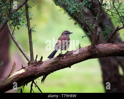 White-banded mockingbird (Mimus triurus Stock Photo - Alamy