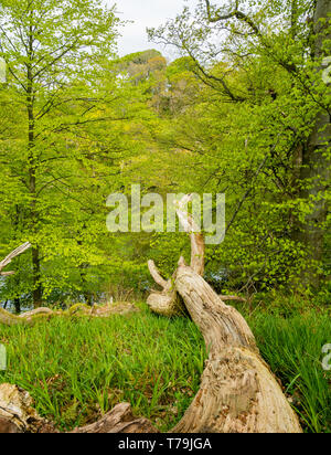 Dead Wood, Woodland, UK Stock Photo - Alamy