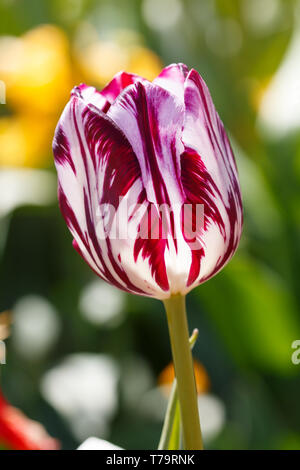 Tulip White prince. Tulip flower close up. Classically shaped white ...
