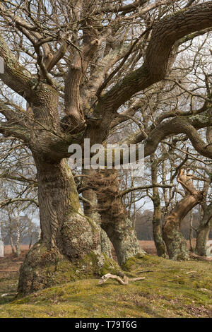 A knarled oak tree at Rowbarrow in the New Forest, Hampshire, UK Stock ...