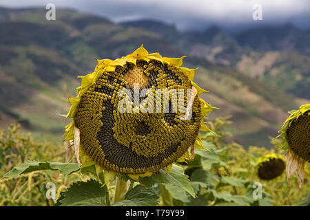 Sunflower Field on Maui Stock Photo - Alamy
