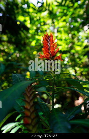 Flowers from Mata Atlantica forest, Iporanga, Brazil Stock Photo - Alamy