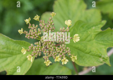 Kalina flowers. Viburnum opulus In Russia the Viburnum fruit is called ...