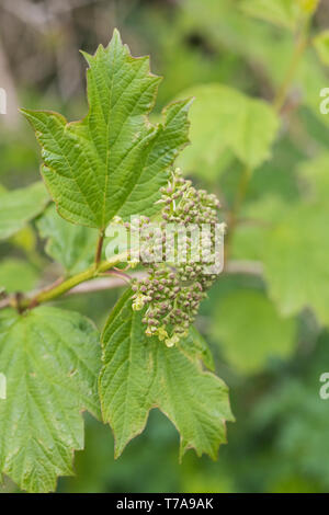 Kalina flowers. Viburnum opulus In Russia the Viburnum fruit is called ...