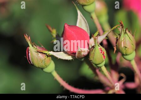 Beautiful red rose with buds in garden. Cyme of small red rose flowers ...