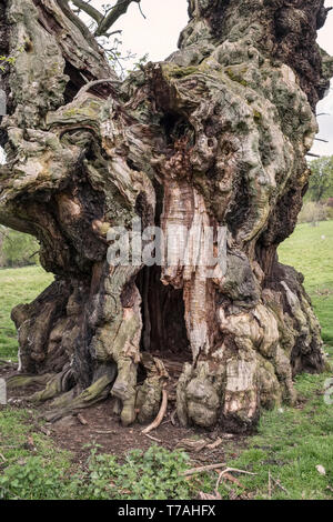 An ancient Sweet Chestnut tree in the Wye Valley near Bigsweir Bridge ...