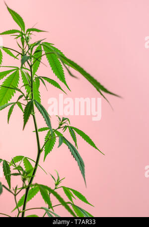 Indoor Cannabis plant, branch of marijuana on a pink background with ...