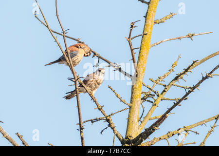 american kestrel bird at Burnaby BC Canada Stock Photo - Alamy