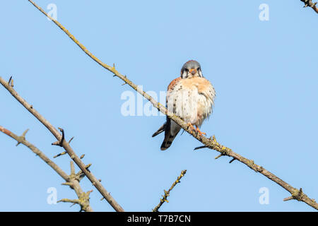 american kestrel bird at Burnaby BC Canada Stock Photo - Alamy