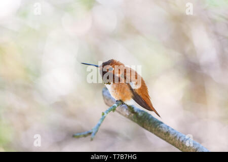 male rufous hummingbird at Richmond BC Canada Stock Photo - Alamy