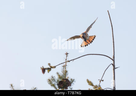 american kestrel with mouse at Burnaby BC Canada Stock Photo - Alamy