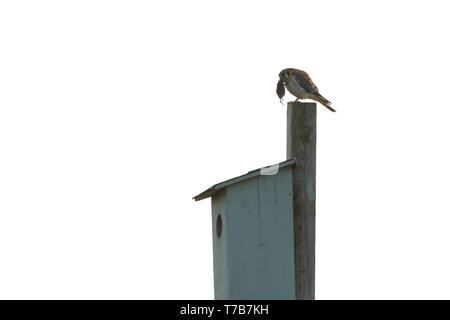 american kestrel with mouse at Burnaby BC Canada Stock Photo - Alamy