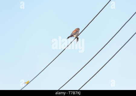 american kestrel bird at Burnaby BC Canada Stock Photo - Alamy