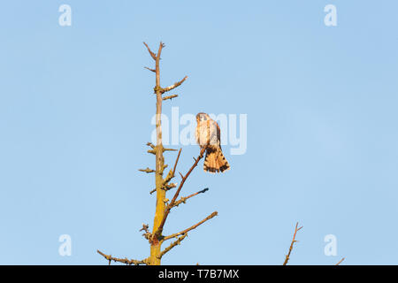 american kestrel bird at Burnaby BC Canada Stock Photo - Alamy