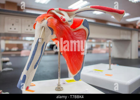 Anatomy model for skeleton upper limb with bones and muscles Stock ...