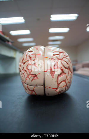 Brain model with lateral view isolated inside laboratory showing all ...