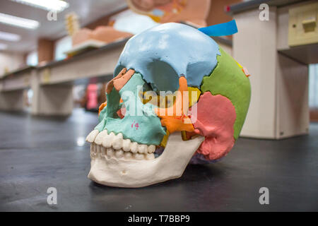 Colored skull model for studying and labelled, located inside ...