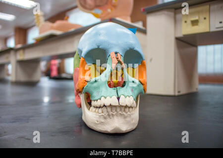 Colored skull model for studying and labelled, located inside ...