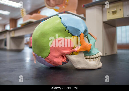 Colored skull model for studying and labelled, located inside ...