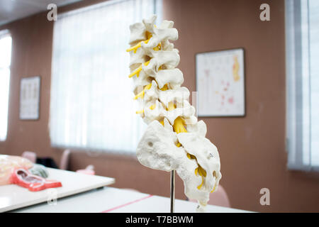 Spinal Cord anatomy model with the nerves isolated inside laboratory ...
