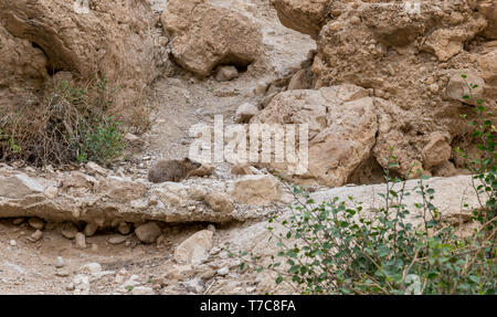 Rock Hyrax (Procavia capensis) sunning itself on winter day, Israel ...