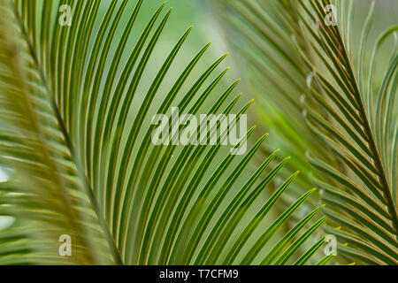 Beautiful texture of close-up Cycad leaves using for background Stock ...