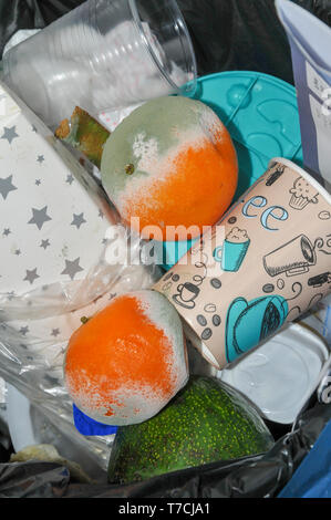 Blue mold (Penicillium italicum) on Lemon Stock Photo - Alamy