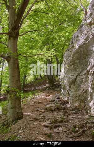 A hiking trail going through various deciduous forests on the mountain ...