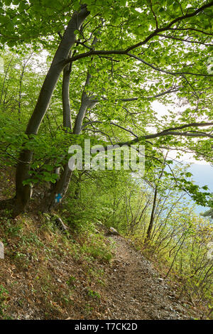 A hiking trail going through various deciduous forests on the mountain ...