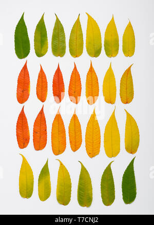 Autumn leaves gradient colorful rainbow leaf pattern fall colors flat ...