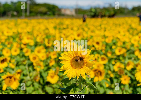 Sunflower swinging under high wind at Taiwan Stock Photo - Alamy