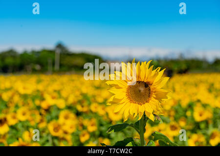 Sunflower swinging under high wind at Taiwan Stock Photo - Alamy