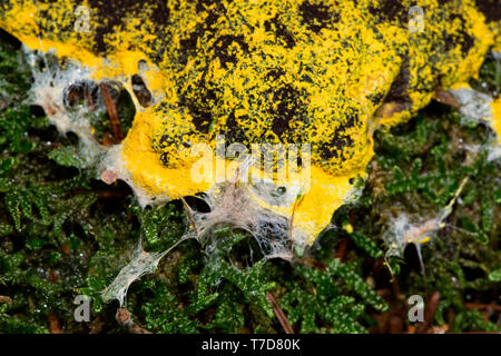 A closeup shot of scrambled egg slime mold on a tree trunk in the ...
