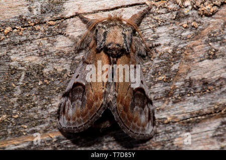 Pebble Prominent Notodonta ziczac Single on Stick Cornwall; UK Stock ...