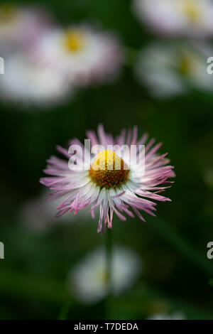 daisy- lat: bellis perennis Stock Photo - Alamy