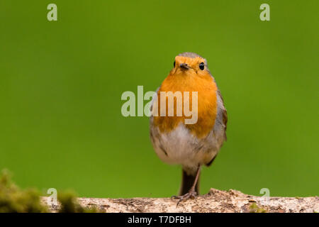 A robin (Britain's favourite bird) in Wales at Springtime Stock Photo ...