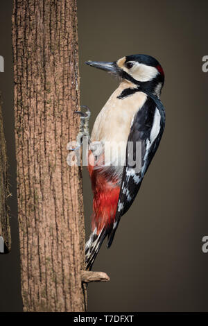 A great spotted woodpecker perched on a tree trunk Stock Photo - Alamy