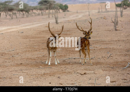 Axis Deer at Sir Bani Yas Island, the Arabian Wildlife Park, Abu Dhabi ...