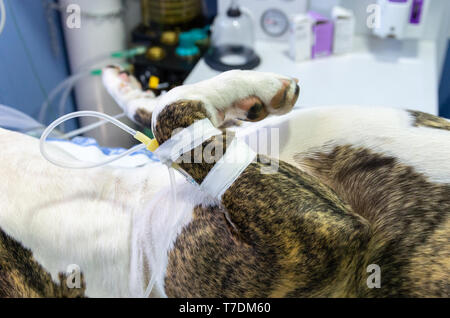 Intravenous catheter in the cephalic vein of a dog in a preoperatory ...