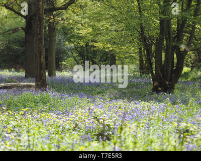 Hucking, Kent, UK. 7th May, 2019. UK Weather: sheep graze in a field in ...