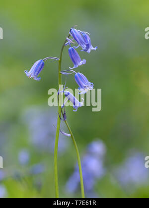 Hucking, Kent, UK. 7th May, 2019. UK Weather: bluebells in the ancient ...