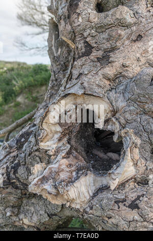 Rotten hollow tree Stock Photo - Alamy