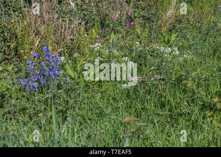 Late springtime patch of wild flowers in a Cornish hedgerow Stock Photo ...
