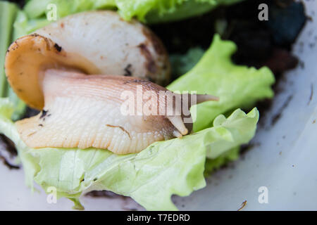 A large brown snail Ahatina, green leaf lettuce on the background Stock ...