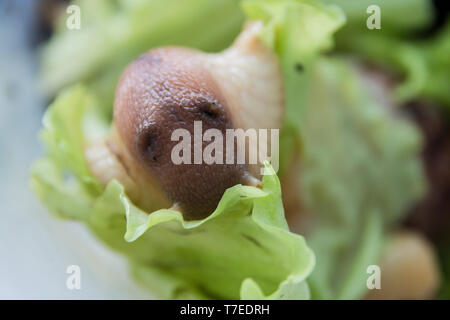 A large brown snail Ahatina, green leaf lettuce on the background Stock ...