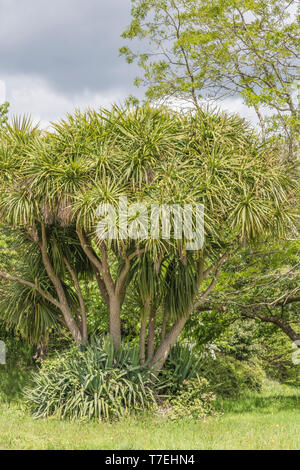 Fronds and foliage of Cornish Palm tree / Cordyline australis in ...