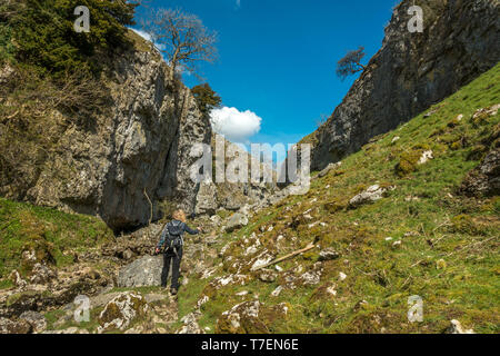 Trollers Gill limestone gorge, near Appletreewick in the Yorkshire ...
