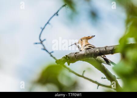 Eurasian hoopoe, a sandy brown bird with crown of feathers on its head ...