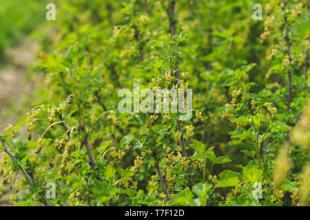 Blossoming black currant. Close-up of a bush, flowers, leaves of ...