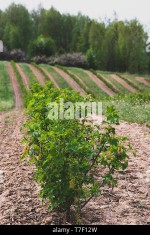 Blackcurrant field. Black currant is planted in rows. Black currant is ...